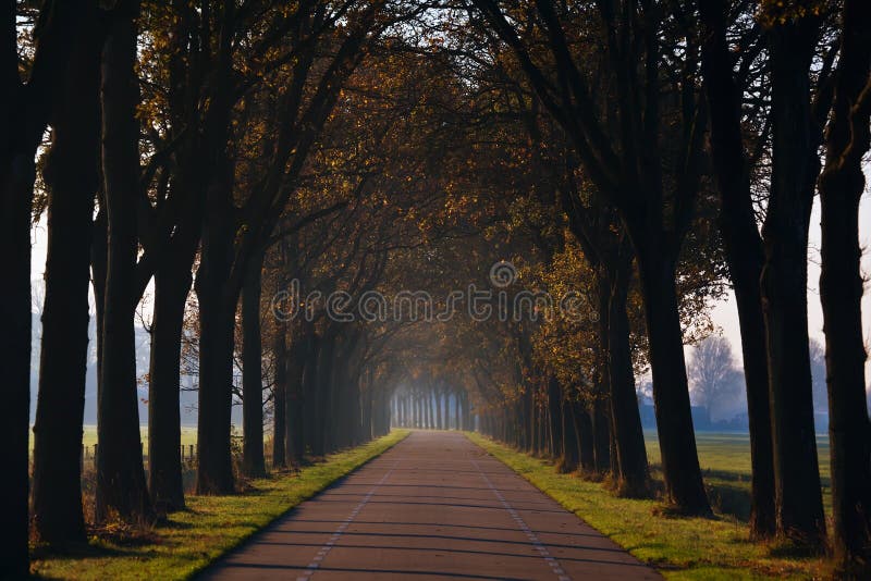 Tunnel from Trees Around Road Stock Photo - Image of seasonal ...