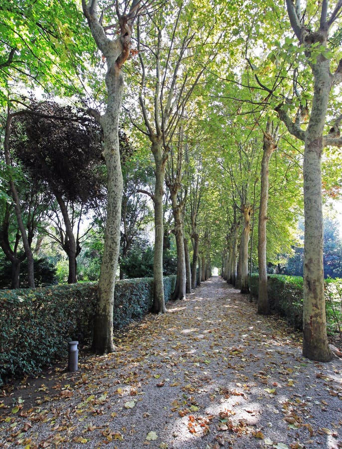 Tunnel of Trees stock image. Image of deciduous, pathway - 330925887
