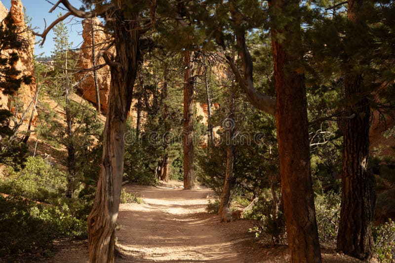 Tunnel of Trees Line the Trail at the Bottom of Bryce Canyon Stock ...