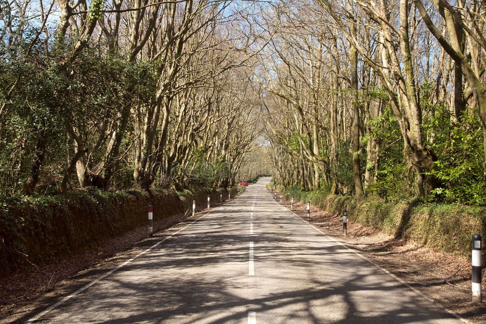 Tunnel of Trees Over a Road. Stock Image - Image of road, country: 4766617