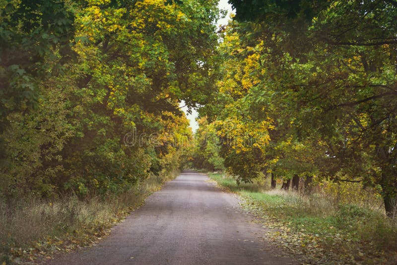 Tunnel of Yellowing Trees Over the Road in Autumn Stock Photo - Image ...