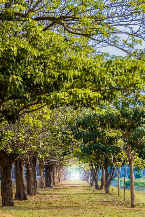 Tunnel of trees. stock image. Image of seasonal, spring - 71554865