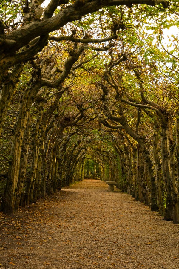 Tunnel of trees stock image. Image of idyllic, iconic - 118829721
