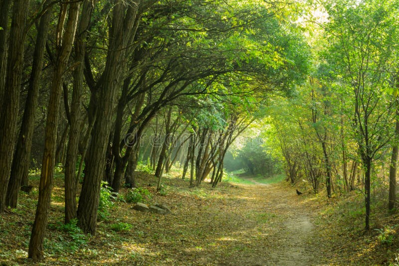 A Tunnel Under Green Dark Trees in Forest Stock Photo - Image of fall ...
