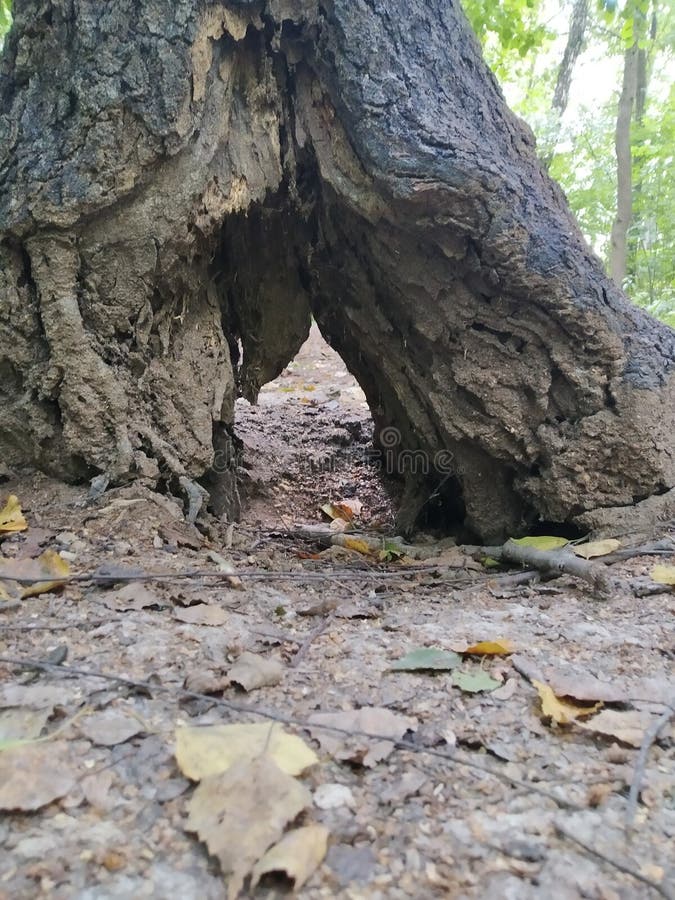 Tunnel Under the Root of a Tree in the Trunk of a Tree Stock Image ...