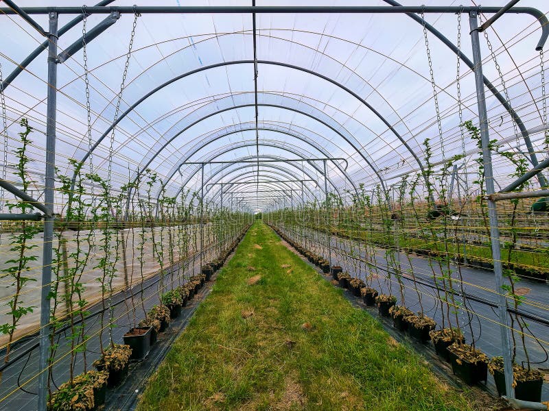Tunnel with Young Raspberry Plants Stock Photo - Image of structure ...