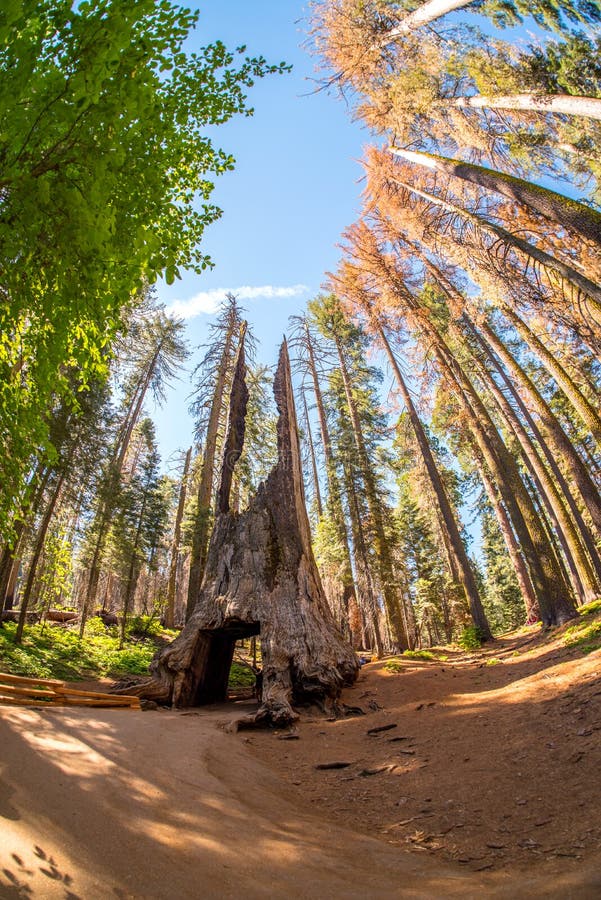 Tuolumne Grove of Giant Sequoias in Yosemite National Park Stock Photo ...