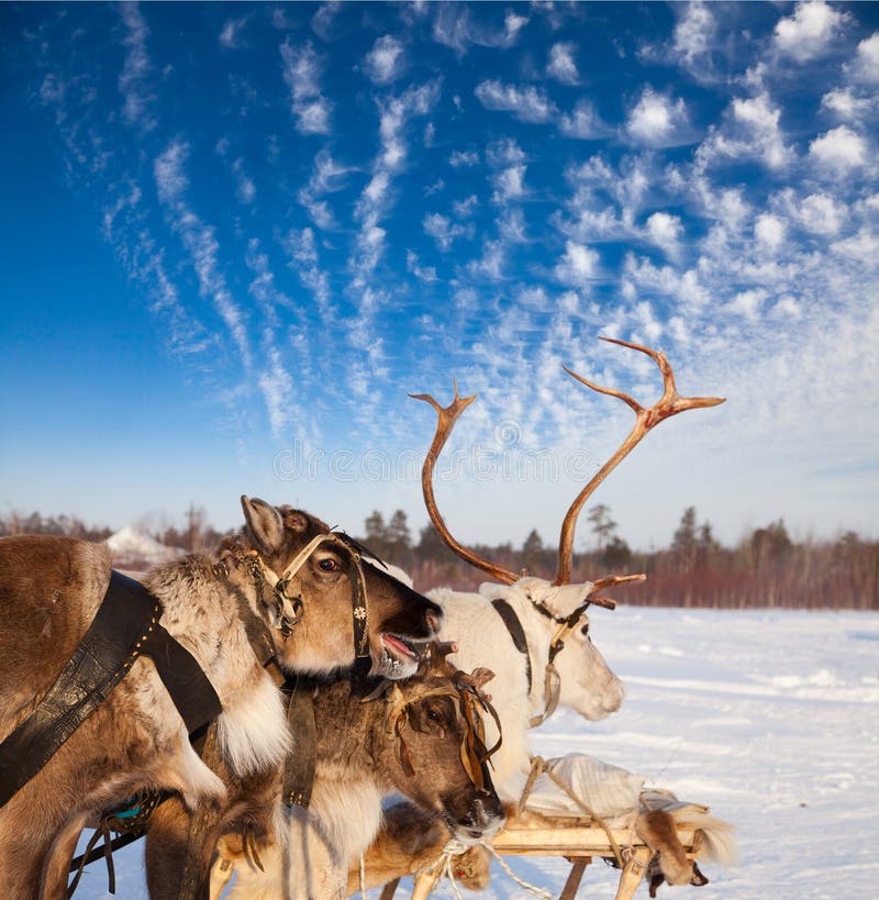 Tuor on northern deer stock image. Image of frost, antler - 35595185