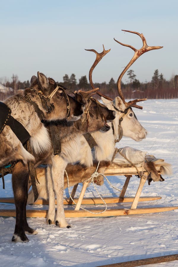 Tuor on northern deer stock image. Image of white, snow - 81357283