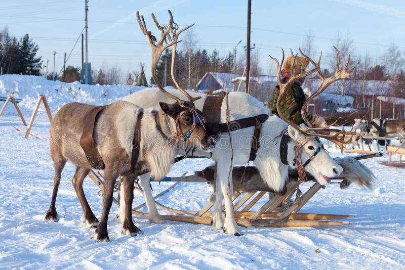 Tuor on northern deer stock image. Image of furry, hoof - 81357627