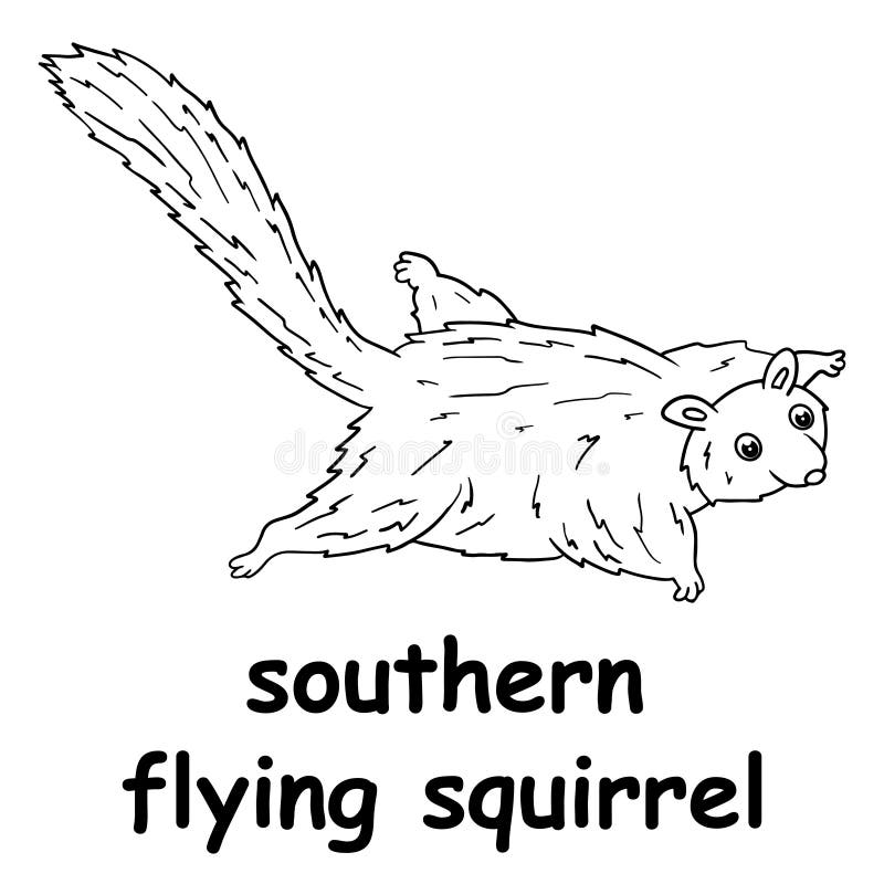 Kids Line Illustration Coloring Southern Flying Squirrel. Animal ...