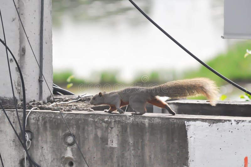 Tupaia Glis Diard,Common Tree Shrew, ,Treeshrew on the Electric Pole ...