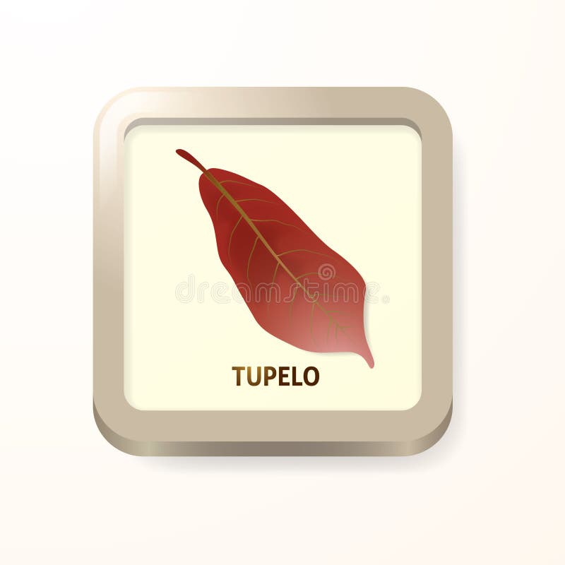 Tupelo Stock Illustrations – 106 Tupelo Stock Illustrations, Vectors ...