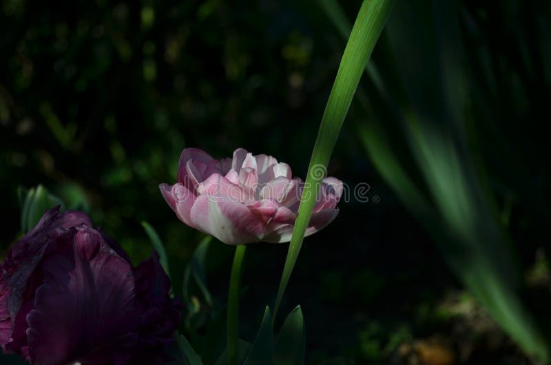 Tupil in the shadow stock photo. Image of petal, summer - 260591616