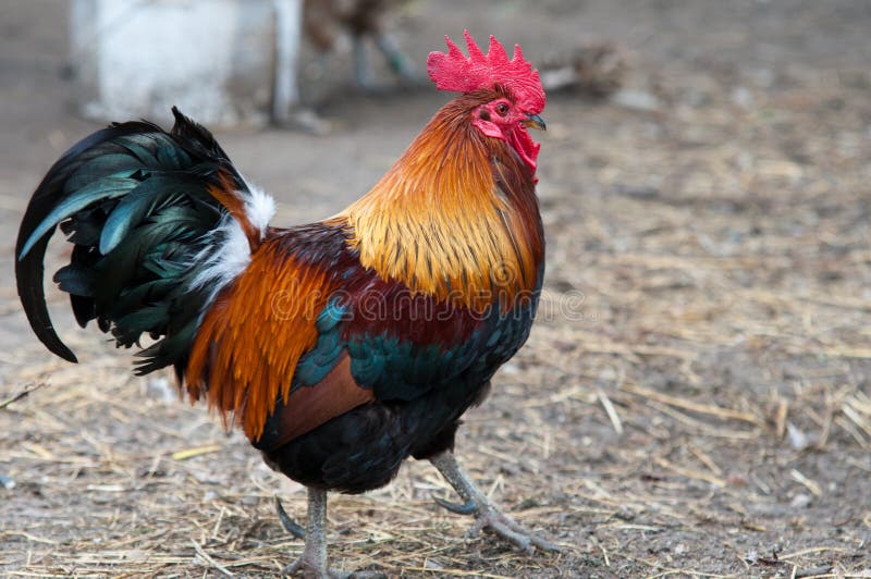 Tuppar arkivfoto. Bild av profil, tupp, natur, fritt - 32274220