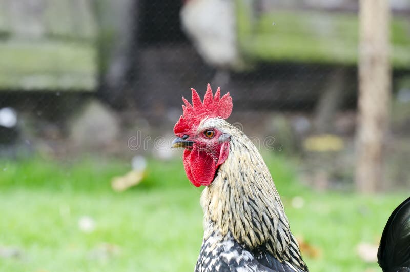 Hand dragen tupp vektor illustrationer. Illustration av kött - 43402062