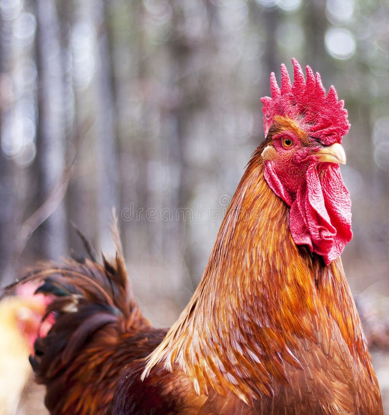 Tupp arkivfoto. Bild av emot, ljus, bakgrund, fjädrar - 91873864