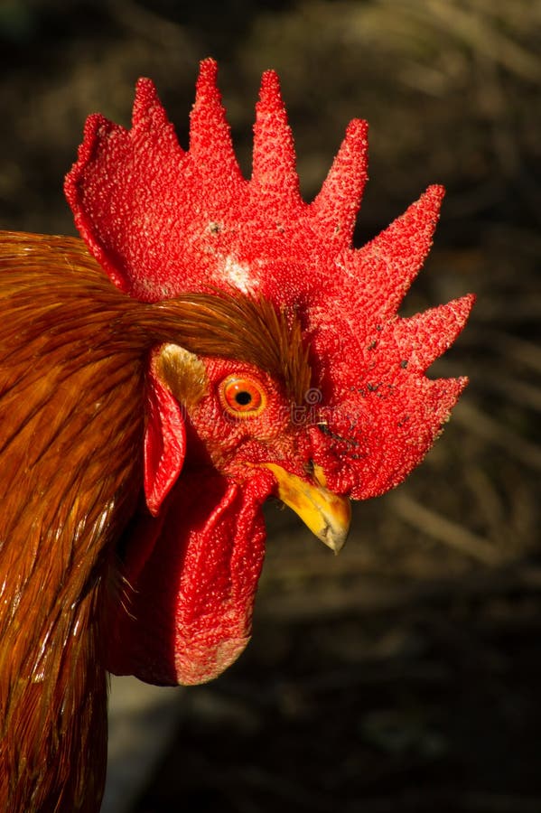 Tuppen arkivfoto. Bild av ungtupp, lantligt, vuxen, husdjur - 39477732