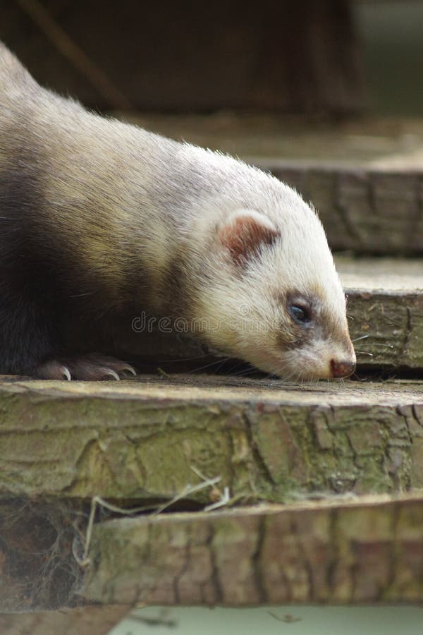 Turón Europeo (putorius Del Mustela) Imagen de archivo - Imagen de ...