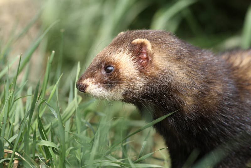 Comadreja, Putorius Putorius Foto de archivo - Imagen de marta ...