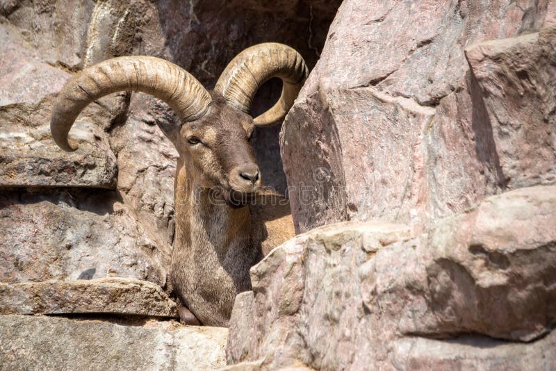 Tur caucasien est photo stock. Image of faune, caucasien - 55100366