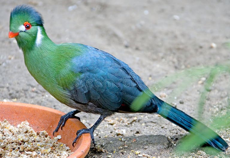 Turaco 1 stock image. Image of color, portrait, species - 3812907