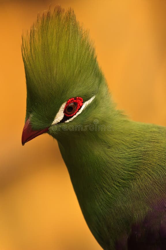 Turaco stock image. Image of bird, turaco, schalow, aviary - 29225731