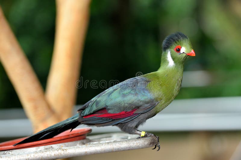 Turaco de Guinea imagen de archivo. Imagen de tropical - 40275763
