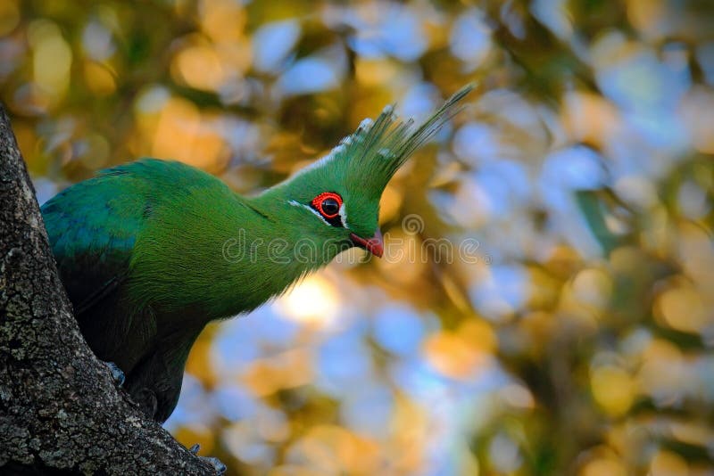 Turaco Met Rode Kuif, Tauraco-erythrolophus, Zeldzame Gekleurde Groene ...