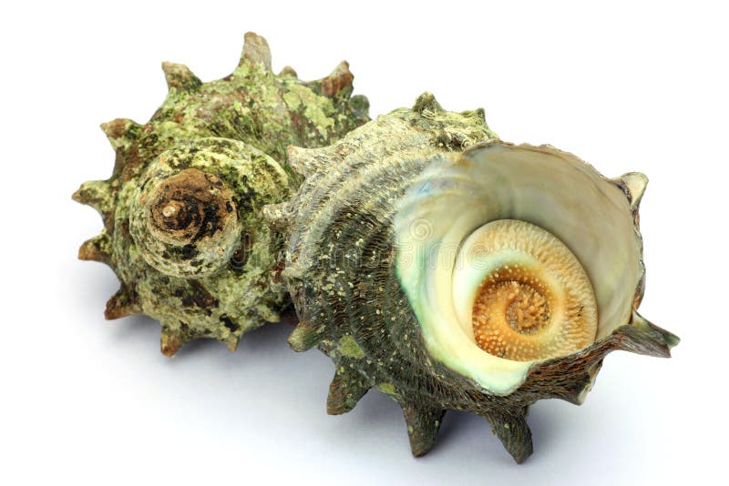 Turban shell stock photo. Image of shell, fishery, marine - 22022416
