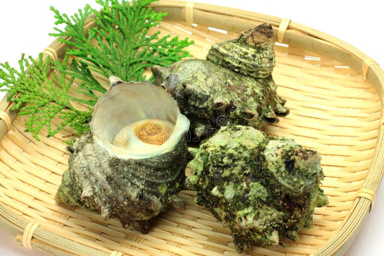 Turban shell stock image. Image of products, white, food - 22022435