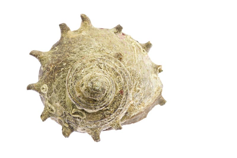 Turban shell stock image. Image of life, aquatic, design - 29002435