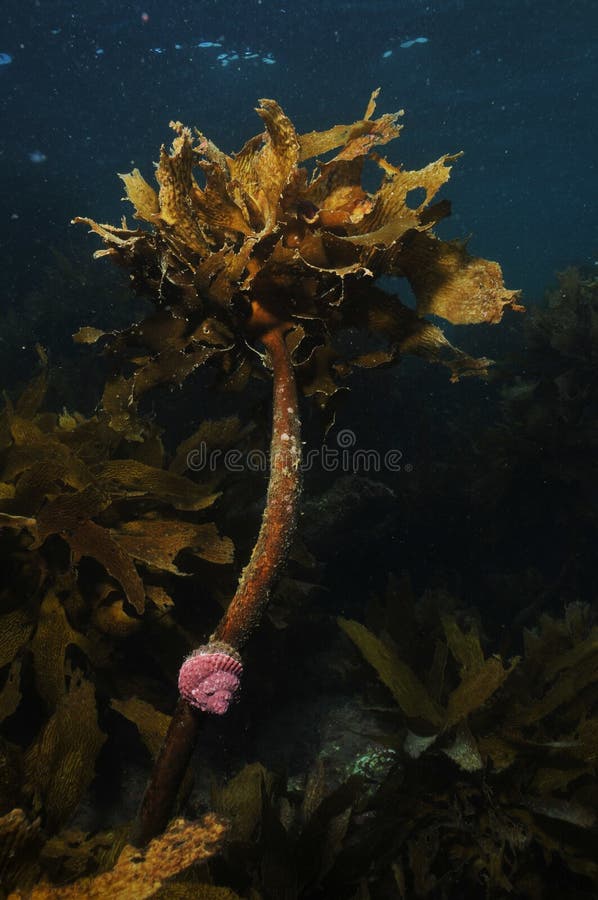 Turban shell on brown kelp stock image. Image of scuba - 43826113