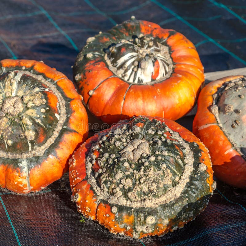 Turban squash stock image. Image of pumpkin, produce - 45787655
