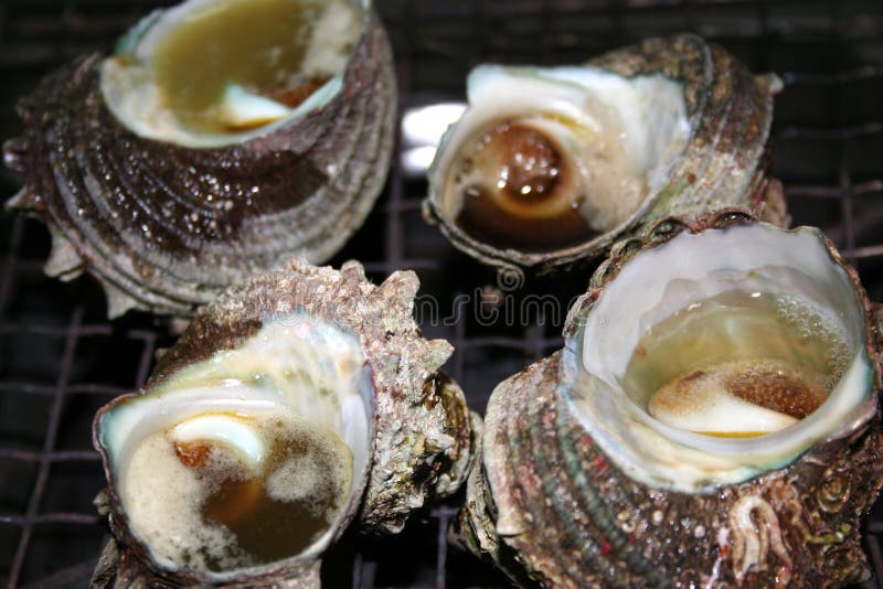 Turban Top Shell stock image. Image of dine, food, seafood - 205645