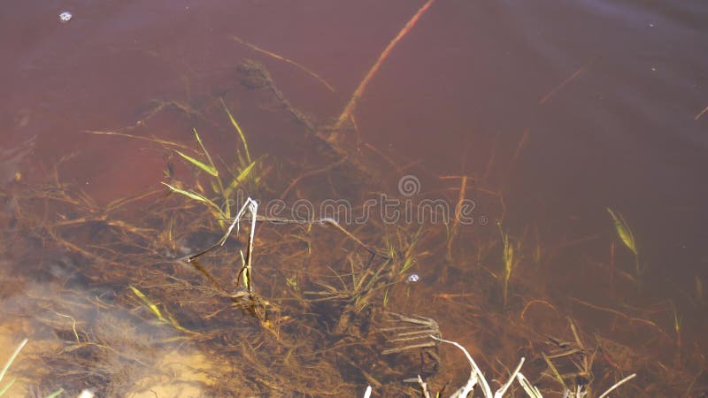 Turbid Water with Algae in a Spring River, Background. Copy Space for ...
