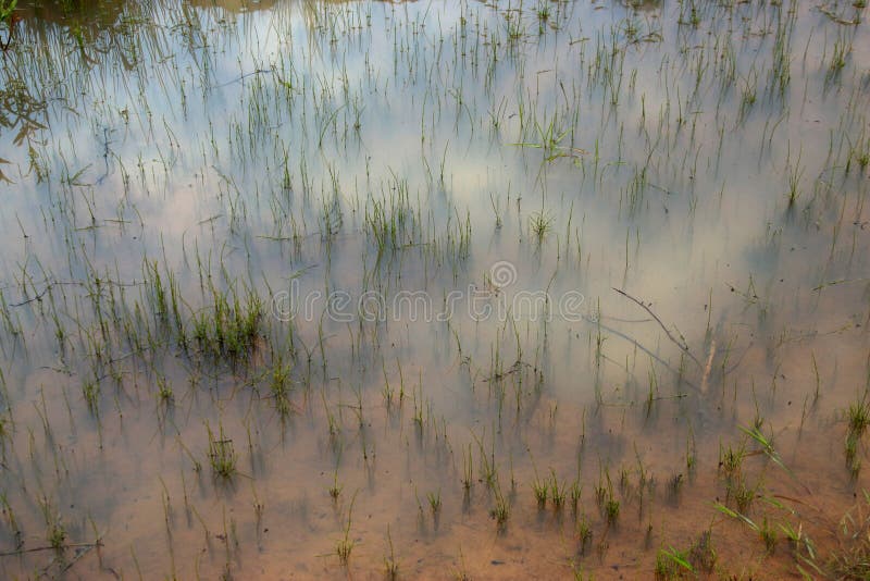 Turbid Water in a Pond - Relaxation Theme Stock Photo - Image of grass ...