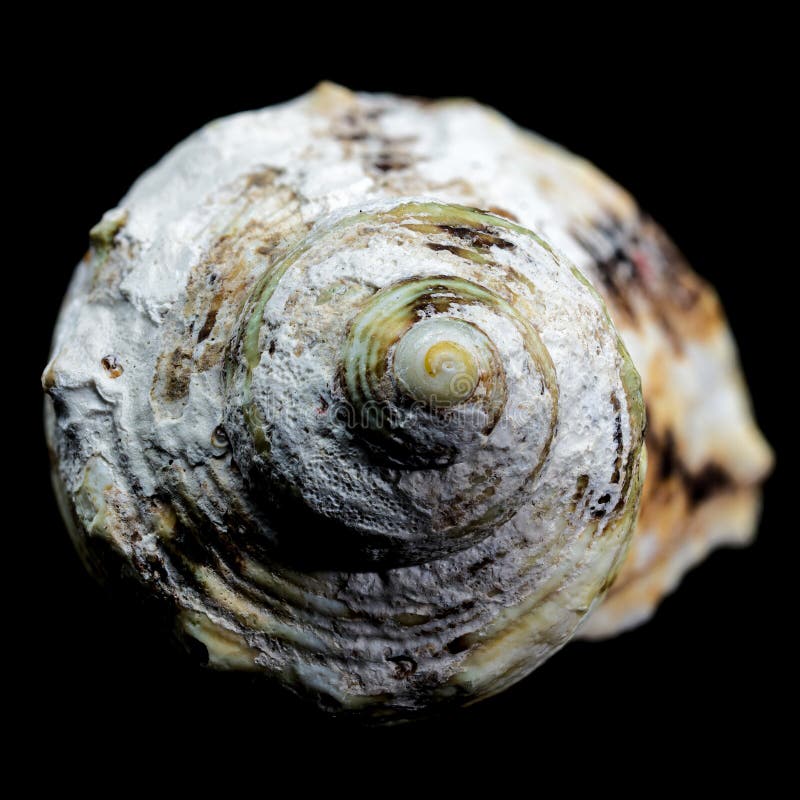 Turbo Argyrostomus Linnaeus Shell on Black Background Stock Photo ...