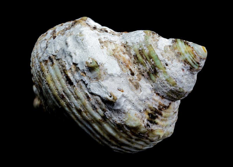 Turbo Argyrostomus Linnaeus Shell Black Background Stock Photos - Free ...