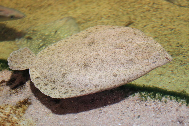 Turbot stock photo. Image of flatfish, turbot, nature - 47387022
