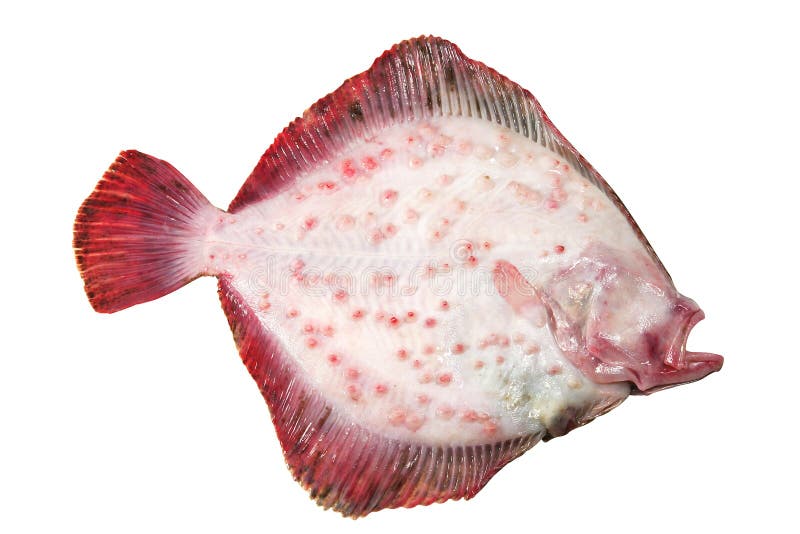 Turbot Fish stock photo. Image of marine, psetta, creature - 16946292