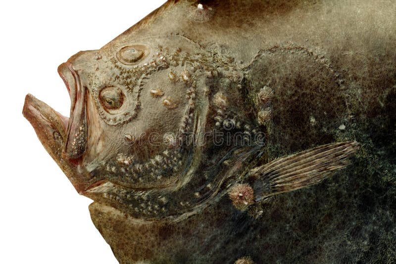 Turbot fish stock photo. Image of nature, animal, catch - 1738740