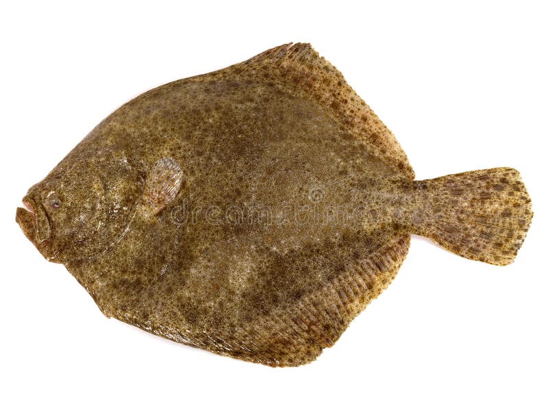 Turbot - Fish Flatfish stock image. Image of isolation - 152387011
