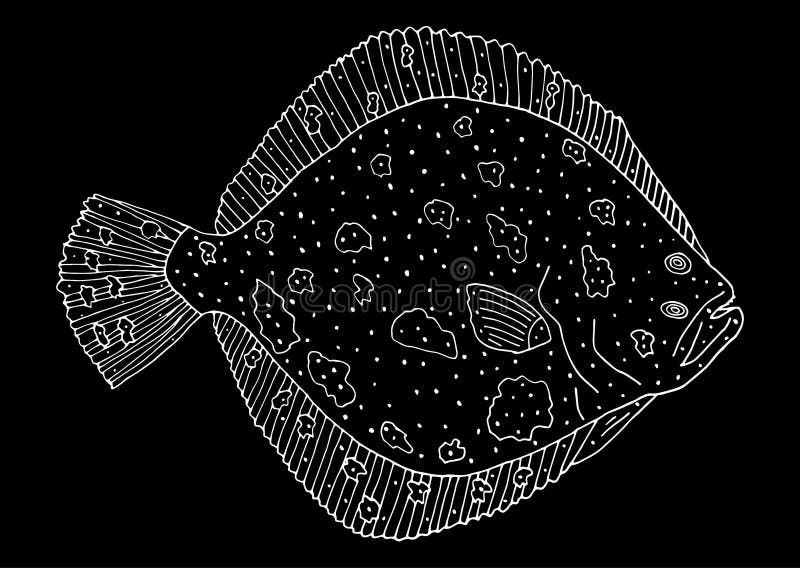 Turbot Fish Hand Drawn. White Contour of Fish on Black Background ...