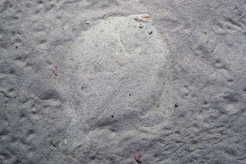 Turbot Flat Fish Hiding in the Sand Stock Photo - Image of turbot, fish ...