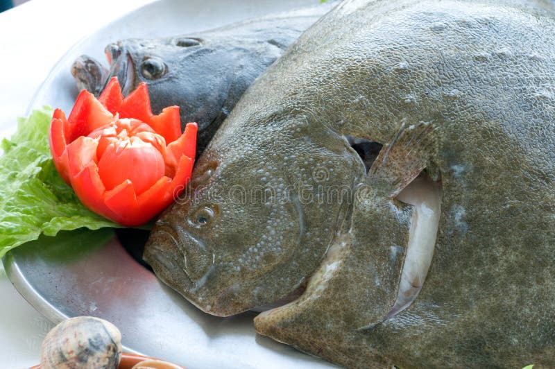 Poissons Crus Frais De Turbot Du Plat Blanc Photo stock - Image du fond ...