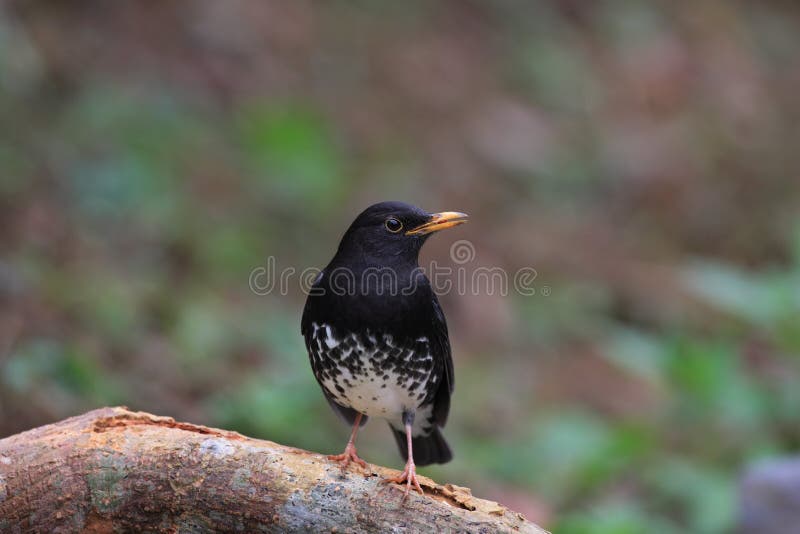 Turdus Cardis, Gray Thrush, Japanese Thrush Stock Photo - Image of ...