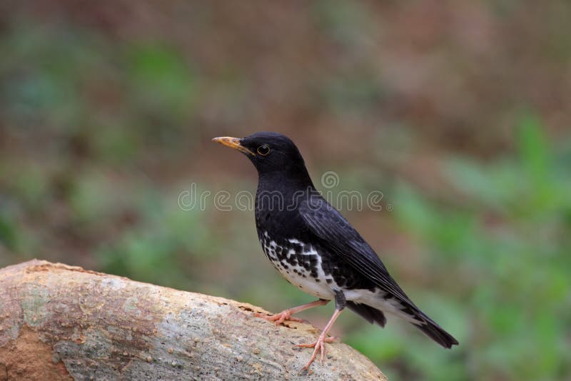 Turdus Cardis, Gray Thrush, Japanese Thrush Stock Photo - Image of ...
