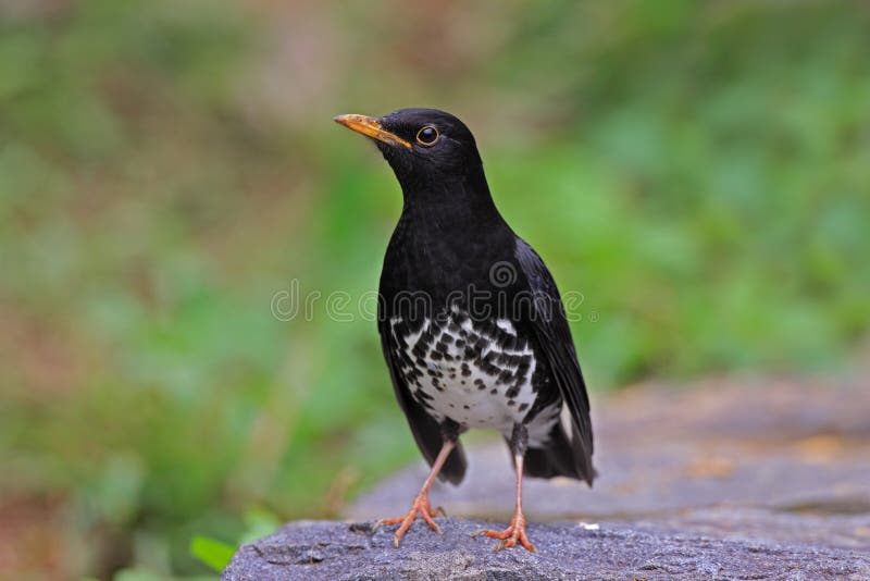 Turdus Cardis, Gray Thrush, Japanese Thrush Stock Photo - Image of ...