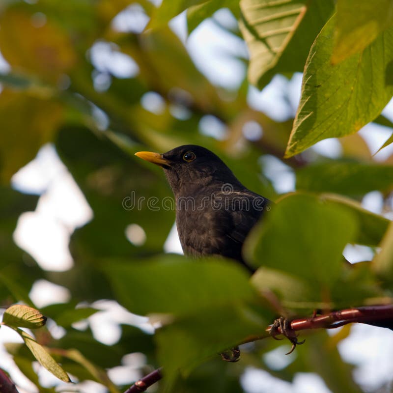 Turdus merula stock image. Image of animals, wild, outdoors - 11326523